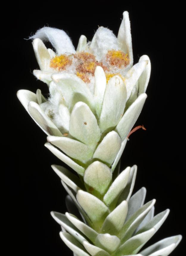 Flora of New Zealand | Taxon Profile | Leucogenes leontopodium